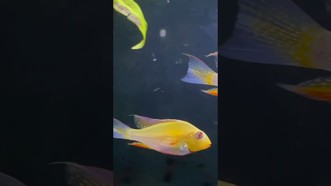 What Is A Center Piece Fish? #shorts #aquarium #fishtank #fishkeeping # ...