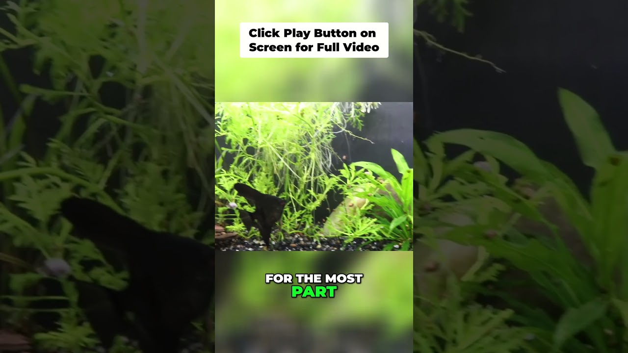 Aquarium Plants Real Vs Fake - Which Is Best