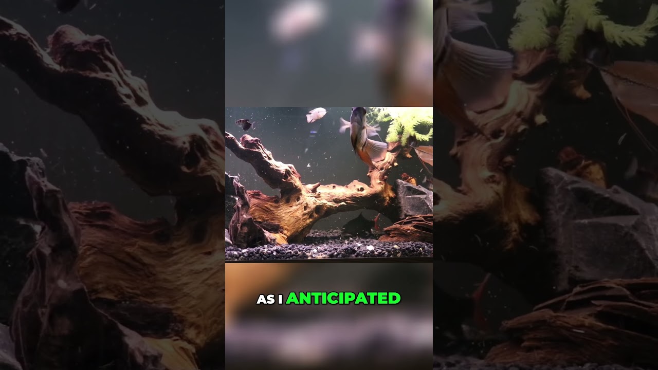 Aquarium Plants Vs Fish Why Fakes Might Be Best